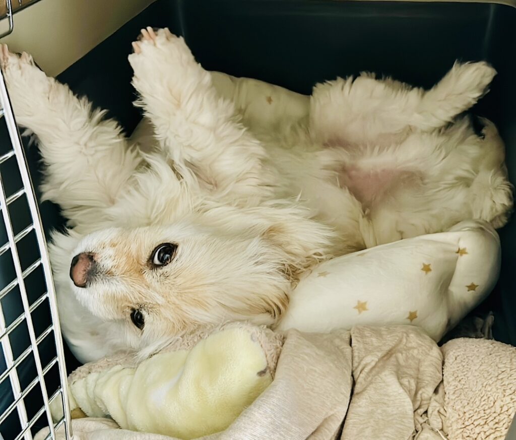 ホッキョクグマになったラッティくん | Lappy Blog 〜ラッピィブログ🐾〜